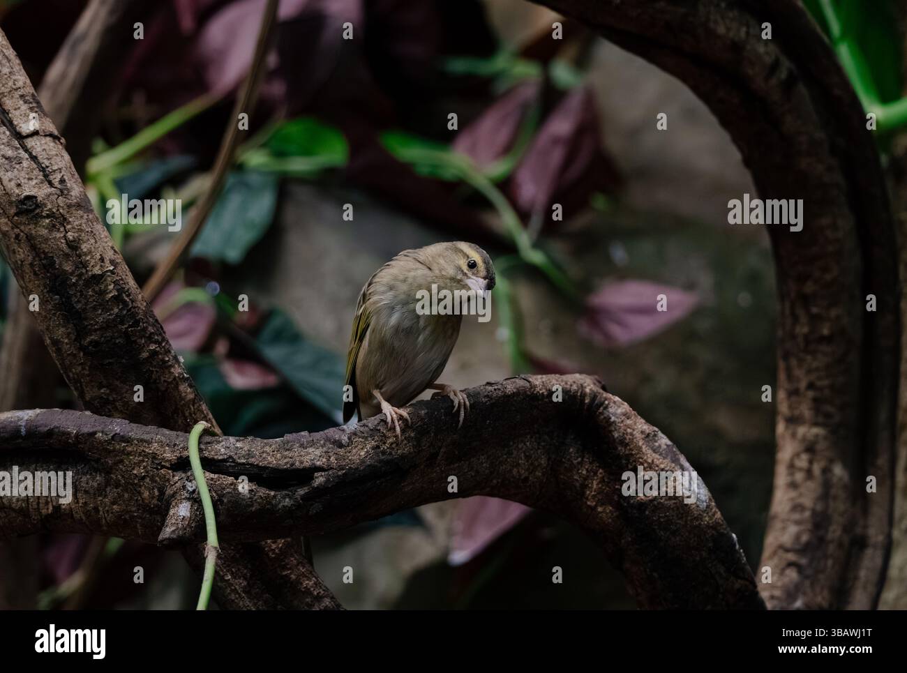 Slightly twisted leaves hi-res stock photography and images - Alamy