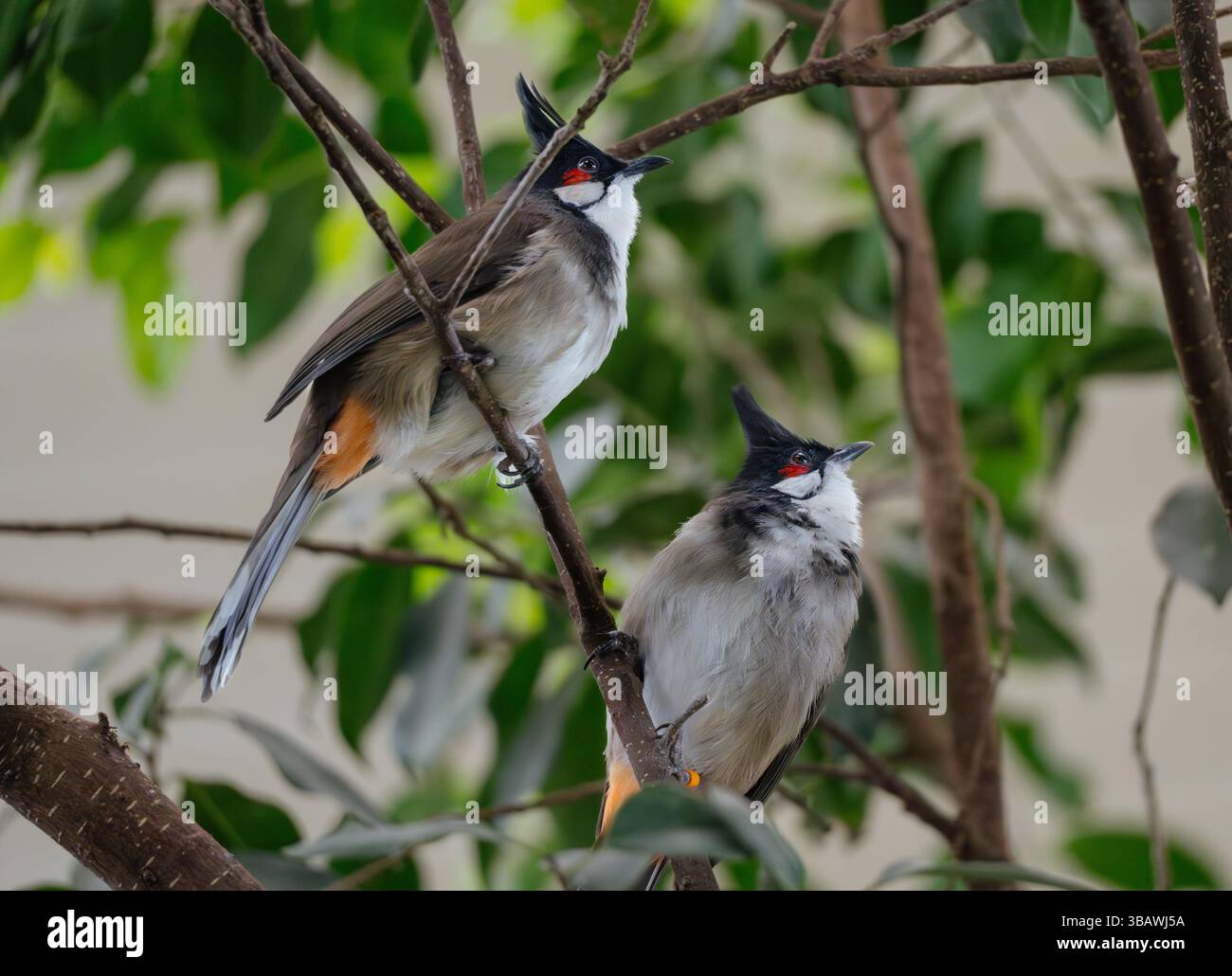 Undertail coverts orange red hi-res stock photography and images - Alamy