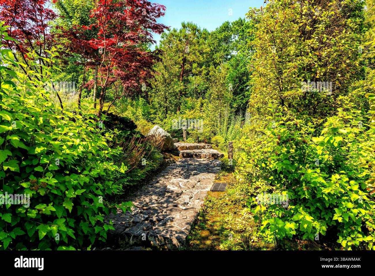 Magnificent landscape dense forest hi-res stock photography and images ...