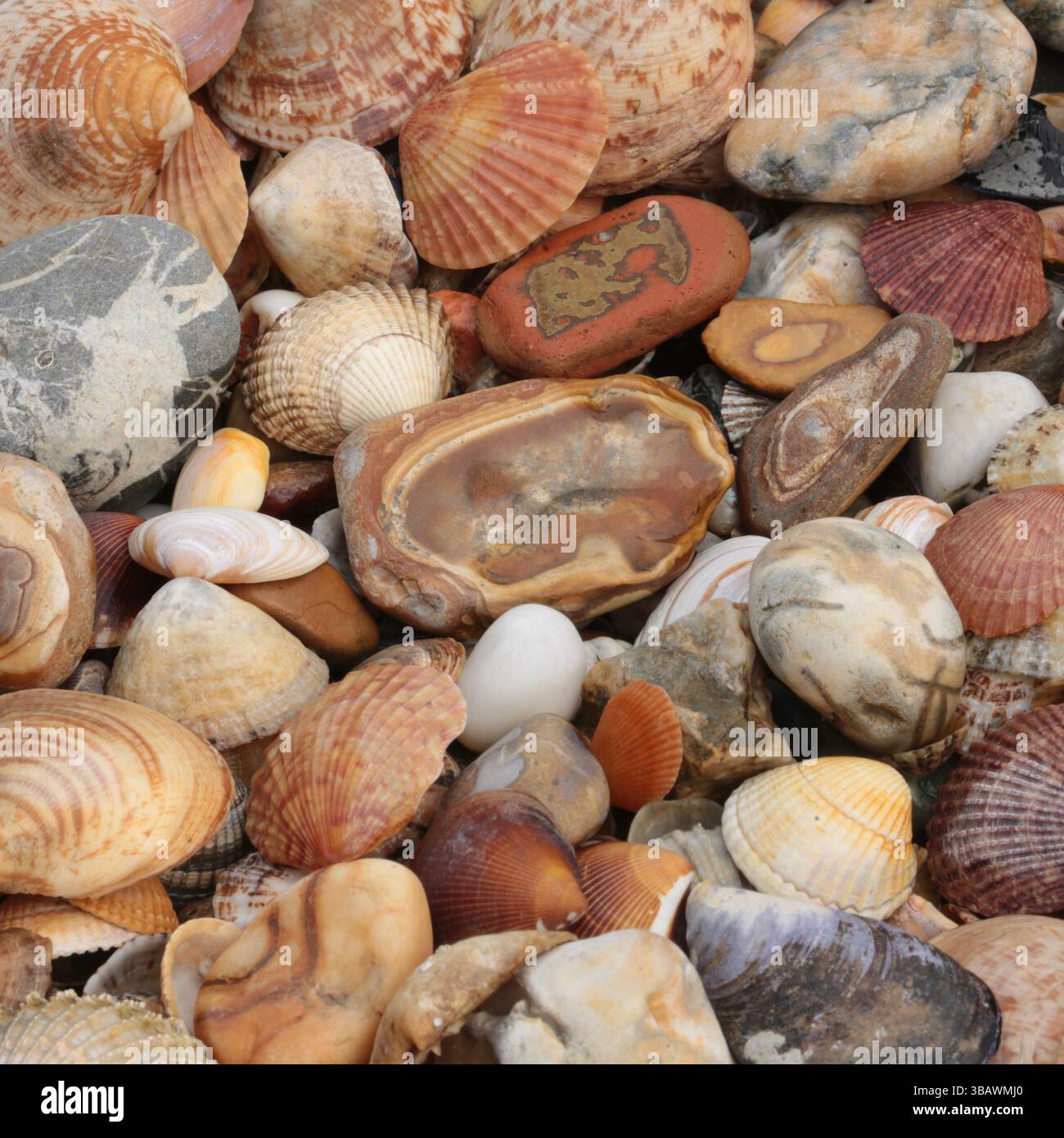 Coloured pebbles and shells hi-res stock photography and images - Alamy