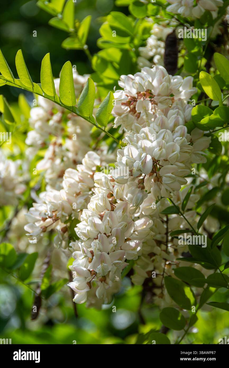 Acacia flowers, a tree also known as Black Locust or Blackbird (Robinia ...