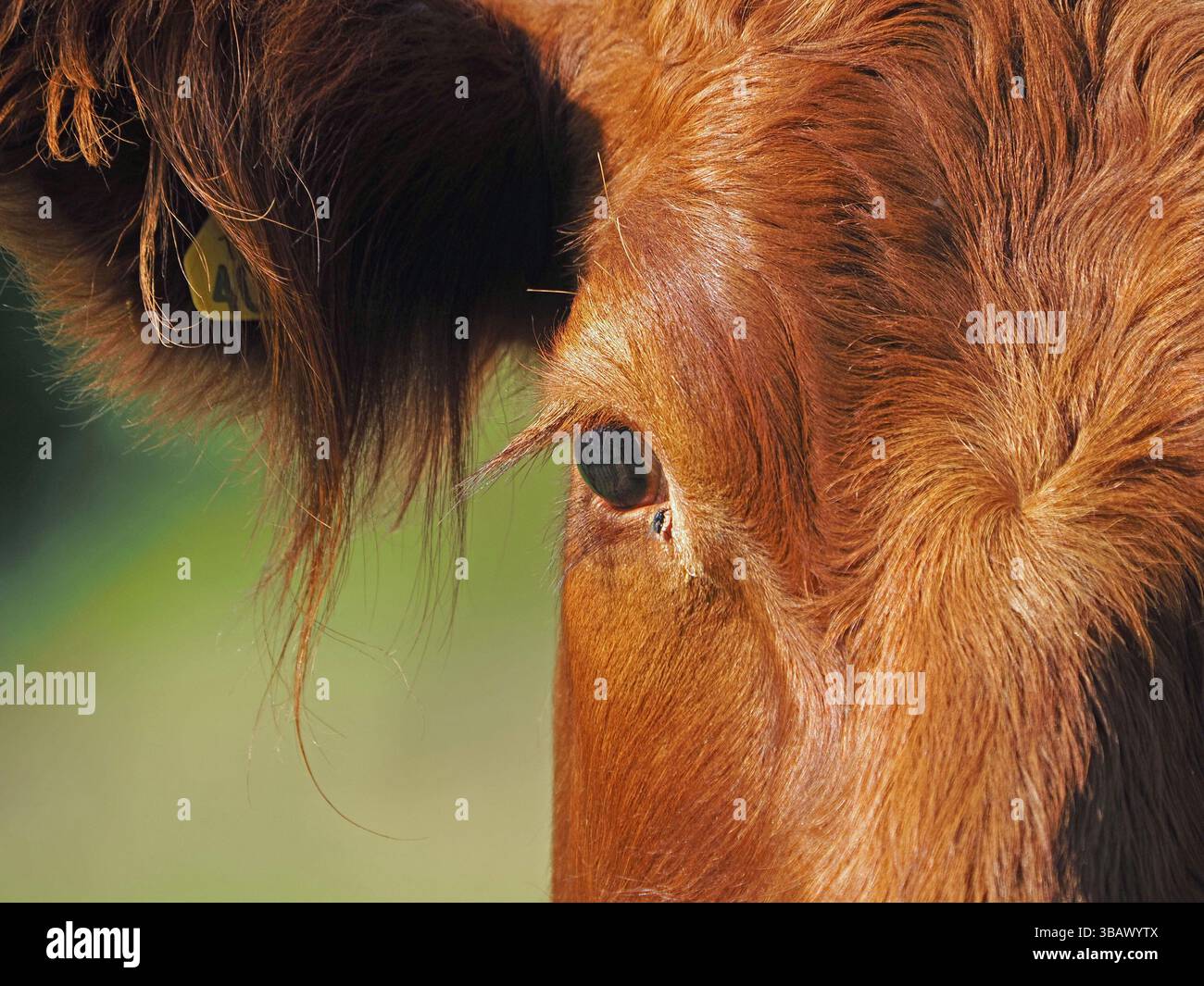 detailed close-up of eye & ear of red brown cow on farmland in Cumbria ...