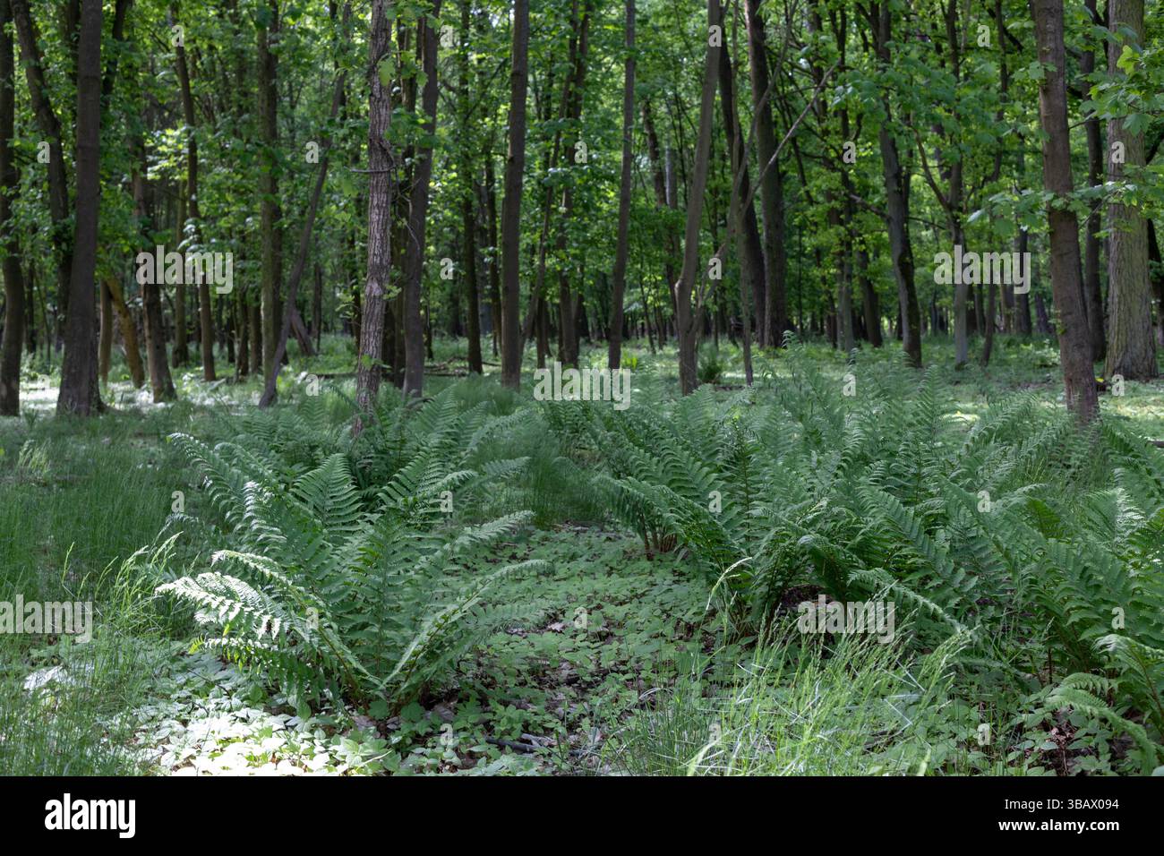 Shaded understory hi-res stock photography and images - Alamy