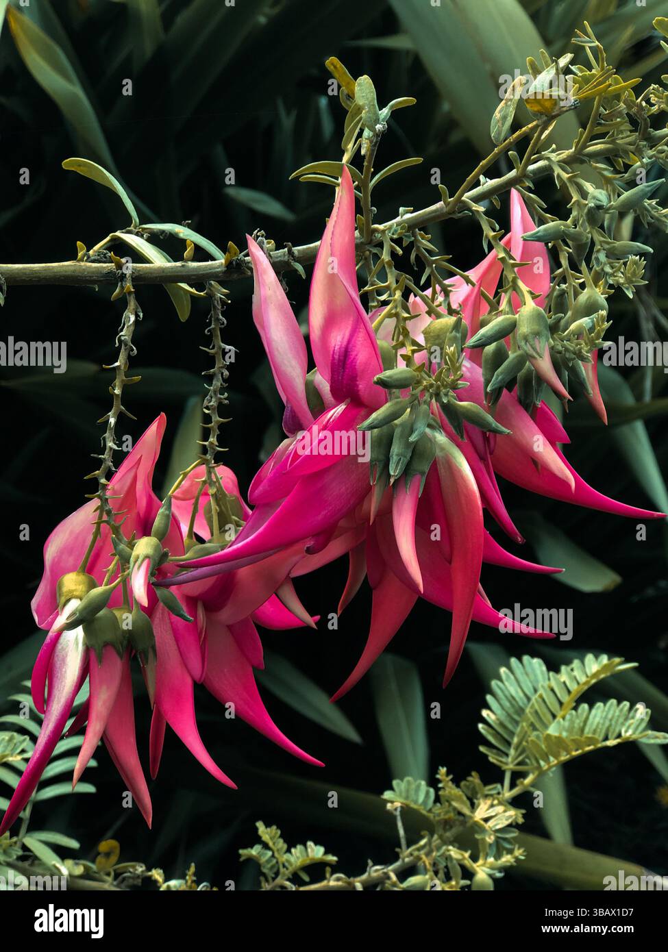 Clianthus puniceus is a critically endangered evergreen shrub native to ...