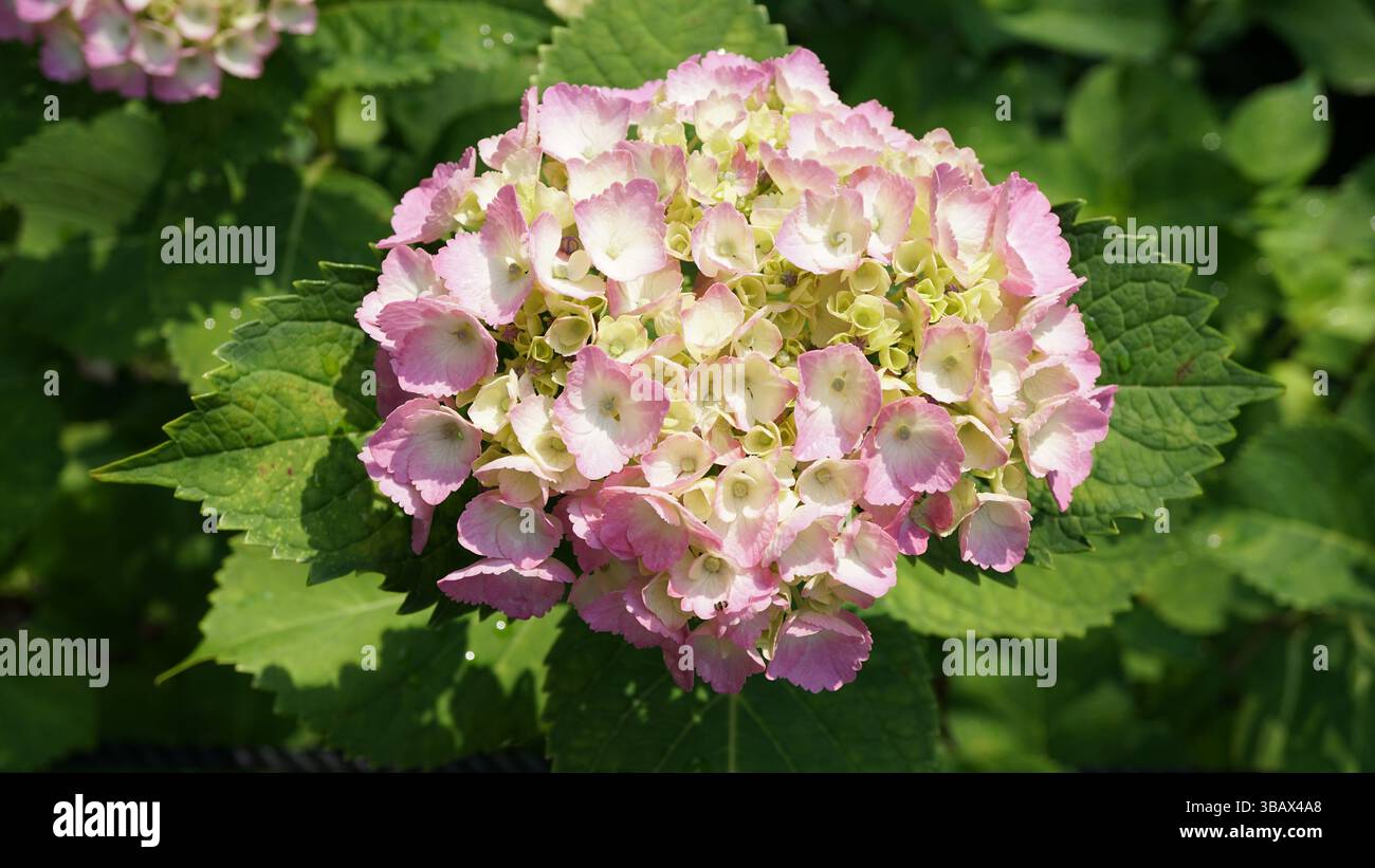 Exploring the Elegance of Ajisai: Japanese Hydrangea Blossoms Stock ...