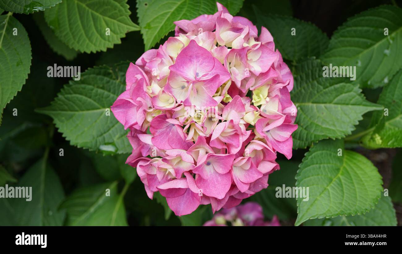 Exploring the Elegance of Ajisai: Japanese Hydrangea Blossoms Stock ...