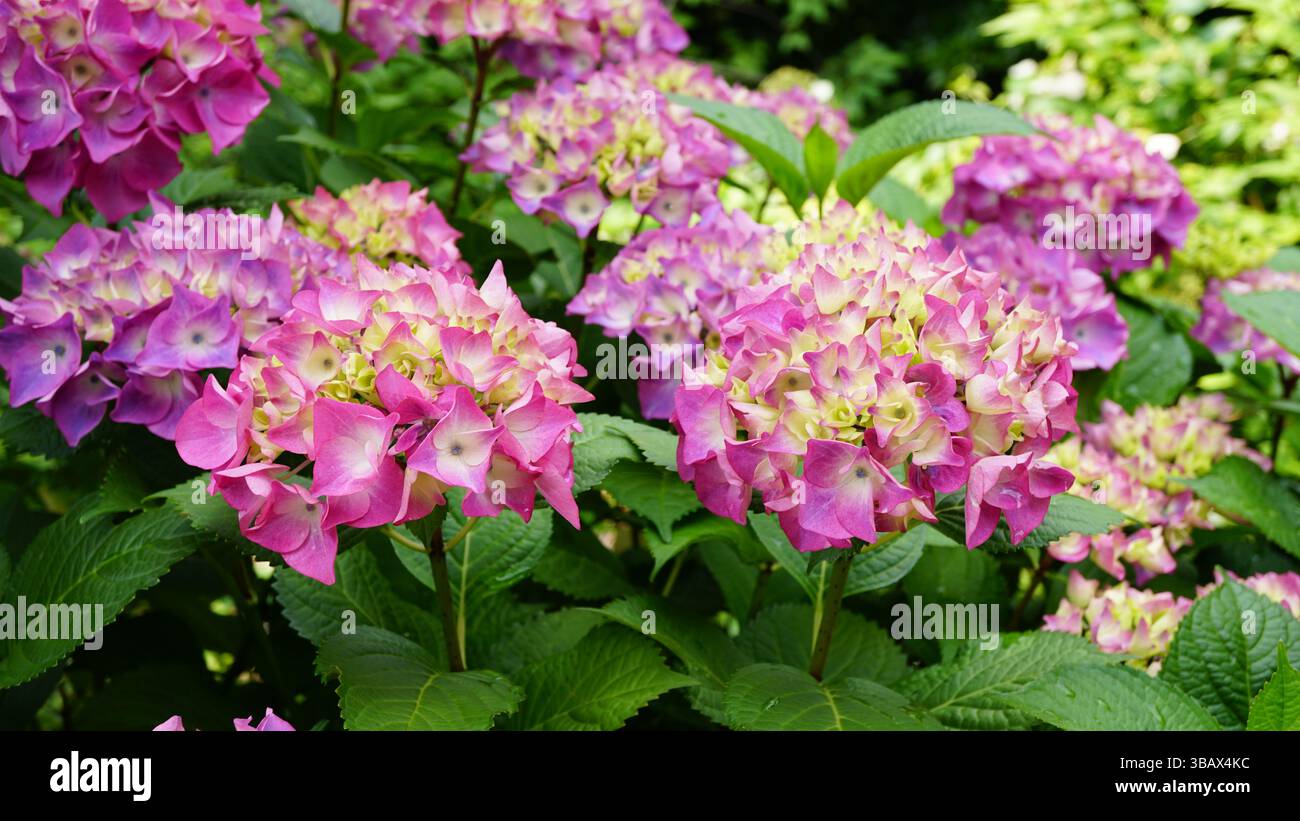 Exploring the Elegance of Ajisai: Japanese Hydrangea Blossoms Stock ...