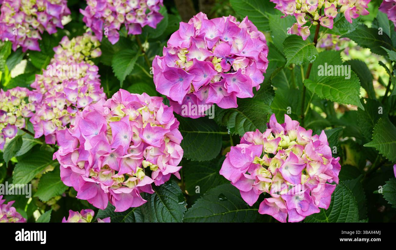 Exploring the Elegance of Ajisai: Japanese Hydrangea Blossoms Stock ...