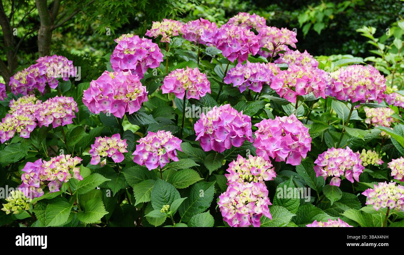 Exploring the Elegance of Ajisai: Japanese Hydrangea Blossoms Stock ...