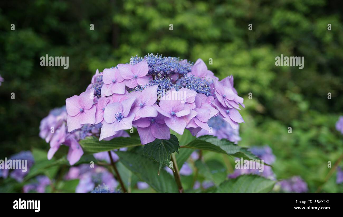 Exploring the Elegance of Ajisai: Japanese Hydrangea Blossoms Stock ...