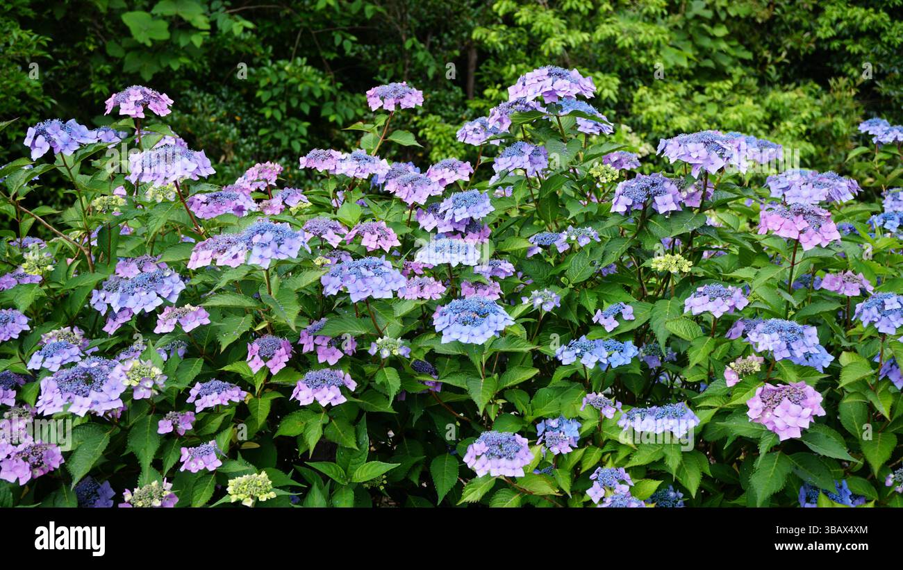 Exploring the Elegance of Ajisai: Japanese Hydrangea Blossoms Stock ...
