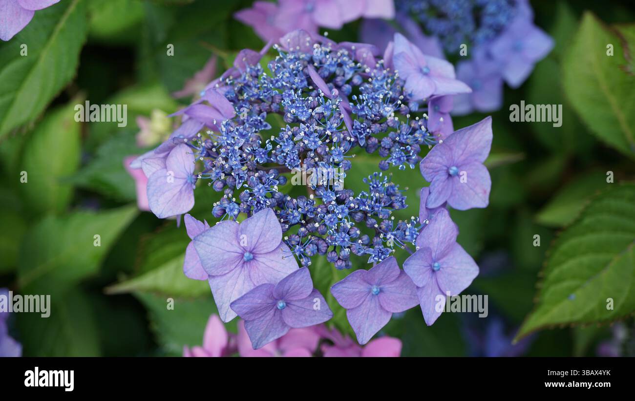 Exploring the Elegance of Ajisai: Japanese Hydrangea Blossoms Stock ...