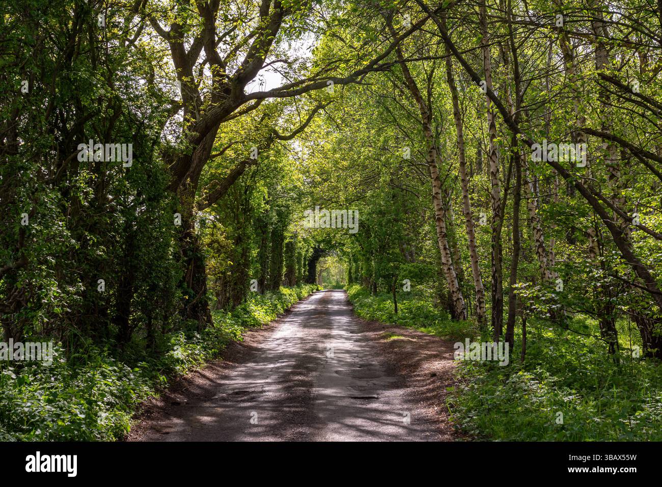 A shaded lane with trees on both sides making a tunnel like effect ...