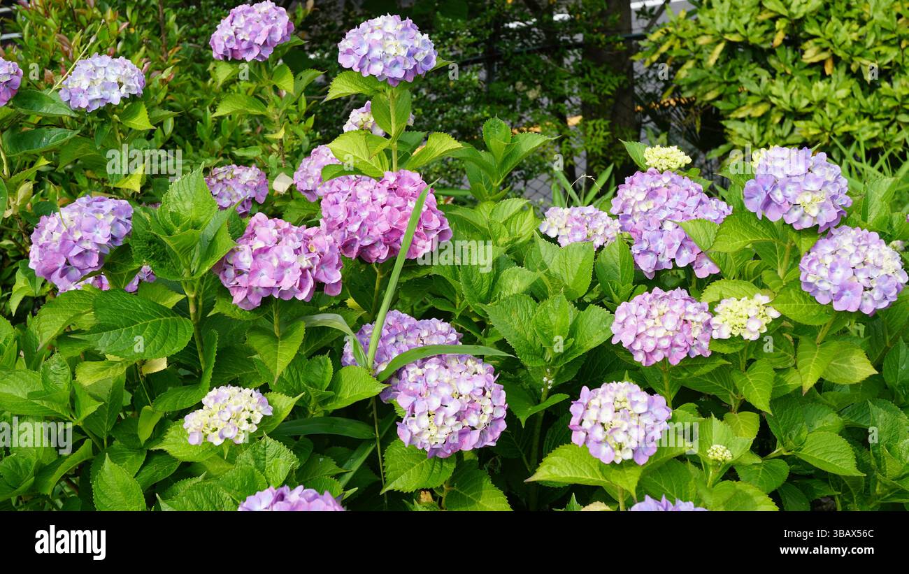 Exploring the Elegance of Ajisai: Japanese Hydrangea Blossoms Stock ...