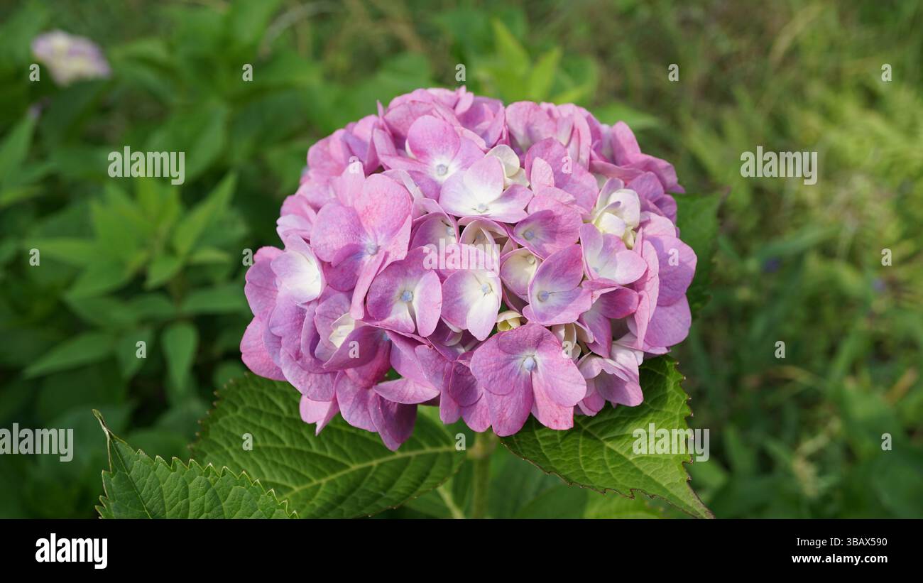 Exploring the Elegance of Ajisai: Japanese Hydrangea Blossoms Stock ...