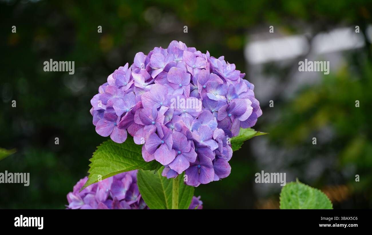 Exploring the Elegance of Ajisai: Japanese Hydrangea Blossoms Stock ...
