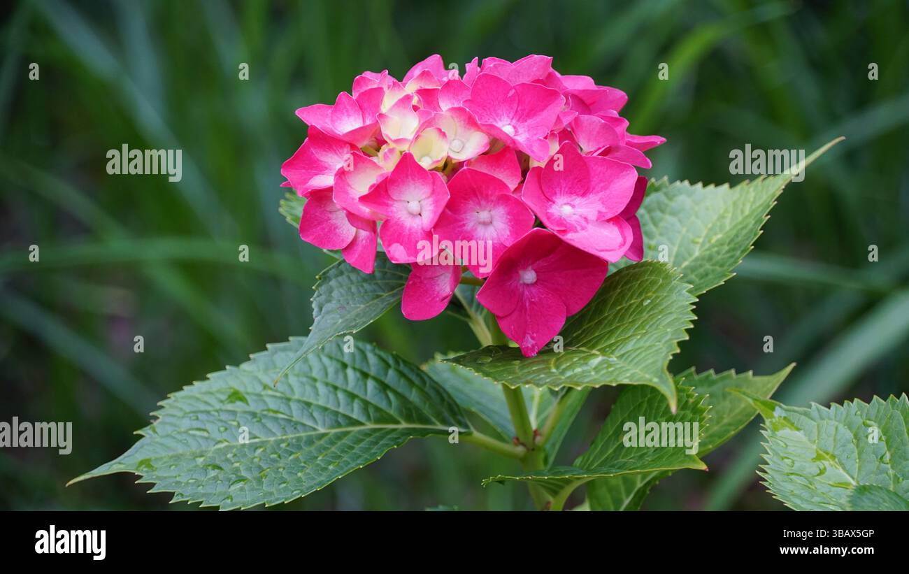 Exploring the Elegance of Ajisai: Japanese Hydrangea Blossoms Stock ...