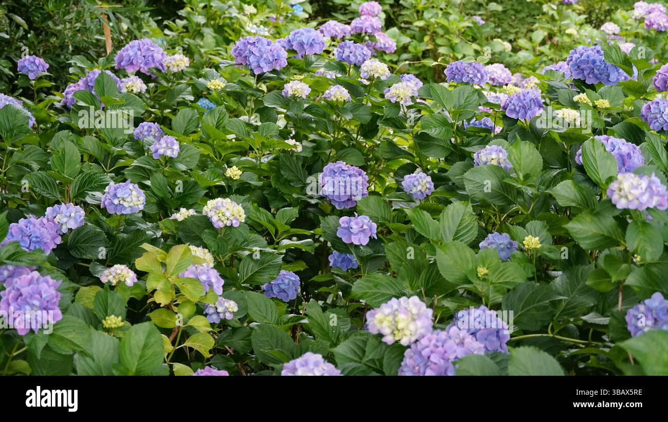 Exploring the Elegance of Ajisai: Japanese Hydrangea Blossoms Stock ...