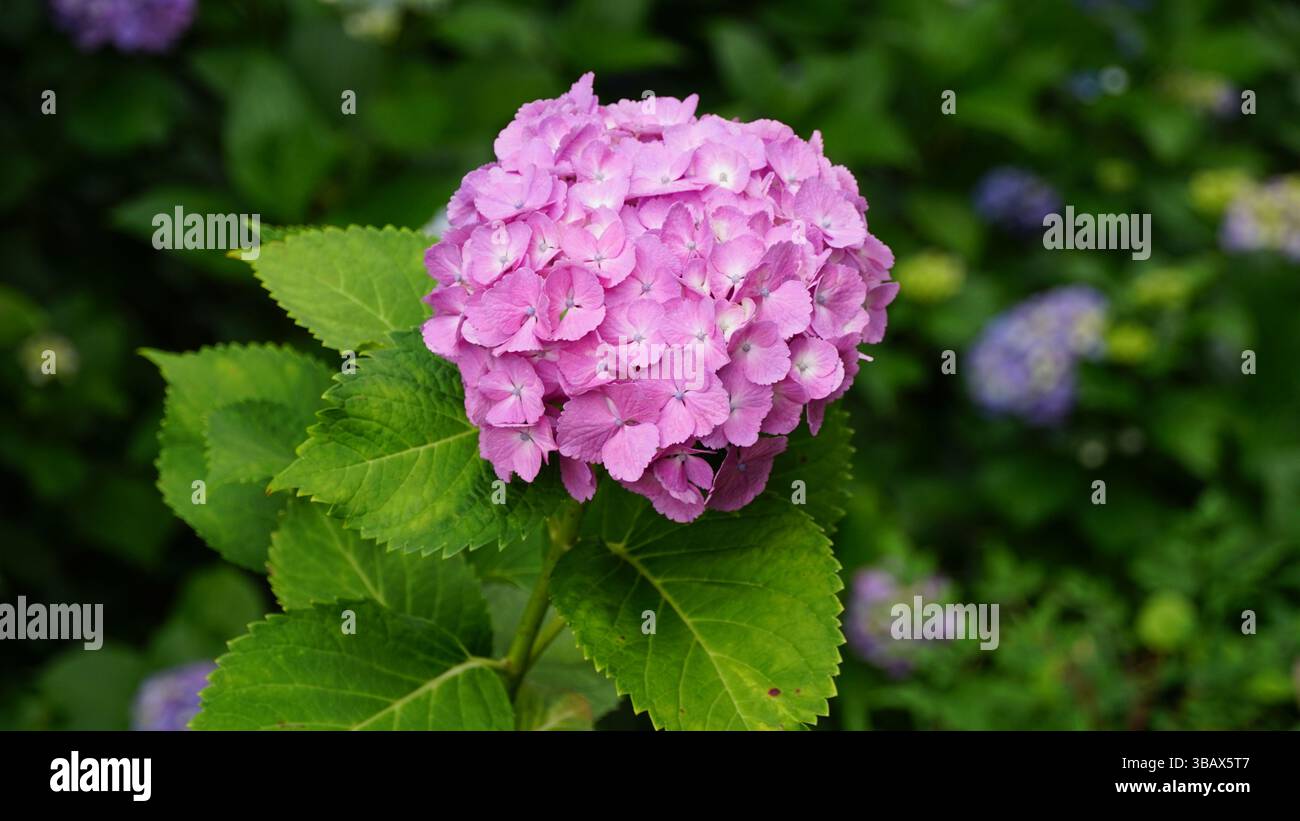 Exploring the Elegance of Ajisai: Japanese Hydrangea Blossoms Stock ...