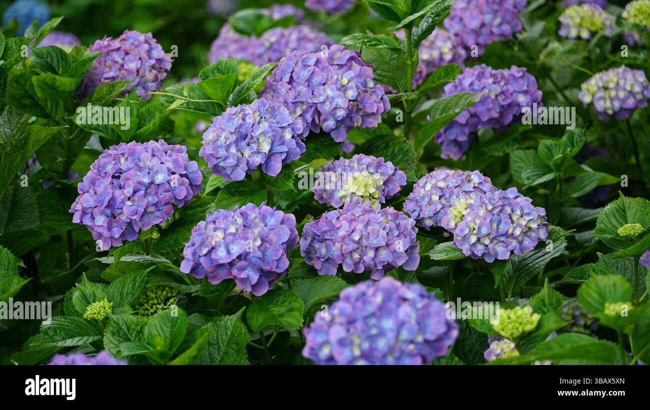 Exploring the Elegance of Ajisai: Japanese Hydrangea Blossoms Stock Photo - Alamy