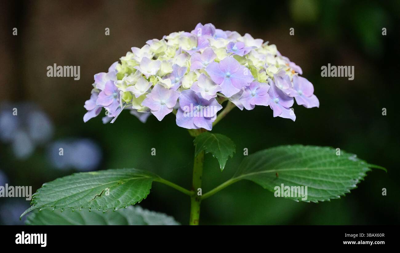 Exploring the Elegance of Ajisai: Japanese Hydrangea Blossoms Stock ...