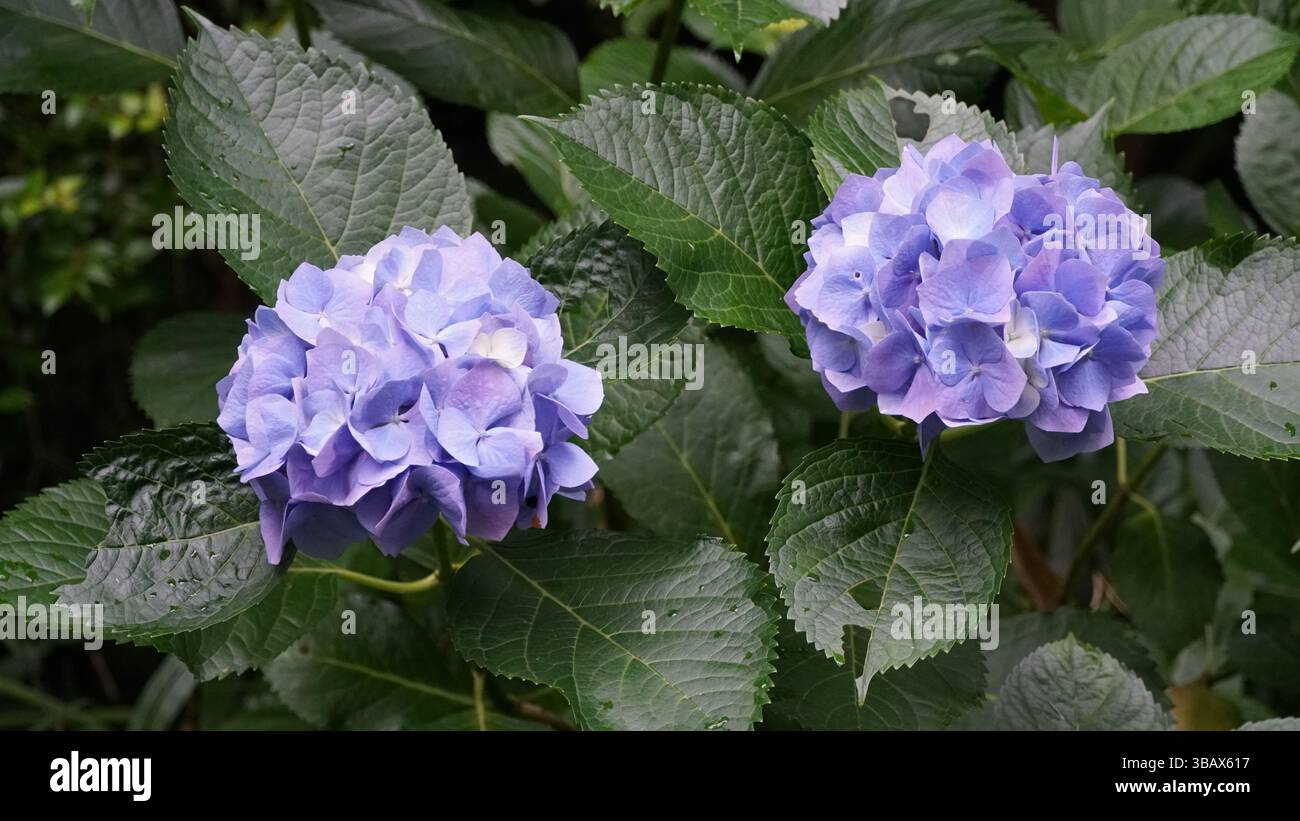 Exploring the Elegance of Ajisai: Japanese Hydrangea Blossoms Stock ...
