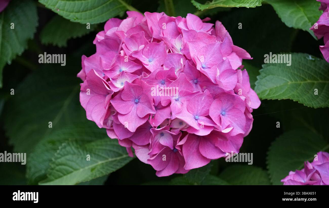Exploring the Elegance of Ajisai: Japanese Hydrangea Blossoms Stock ...