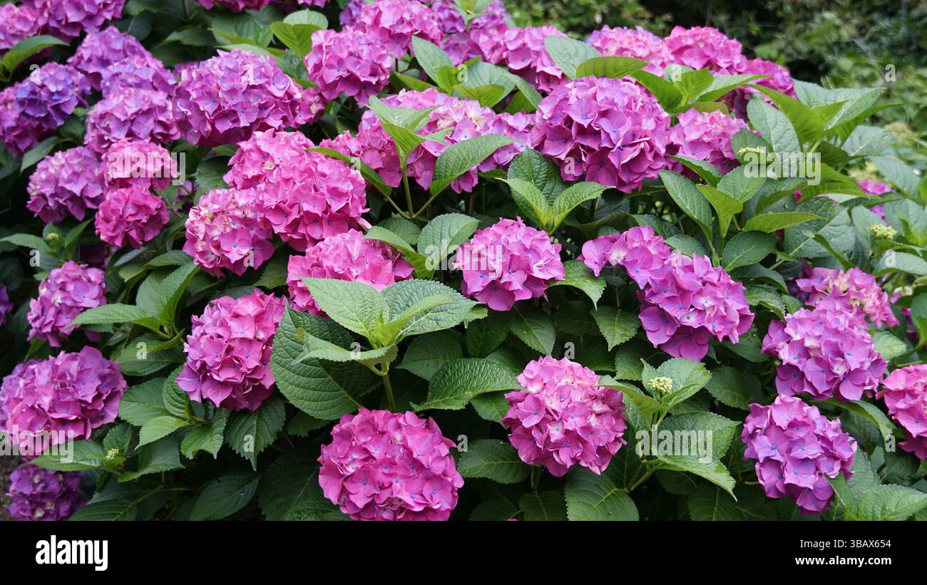 Exploring the Elegance of Ajisai: Japanese Hydrangea Blossoms Stock ...