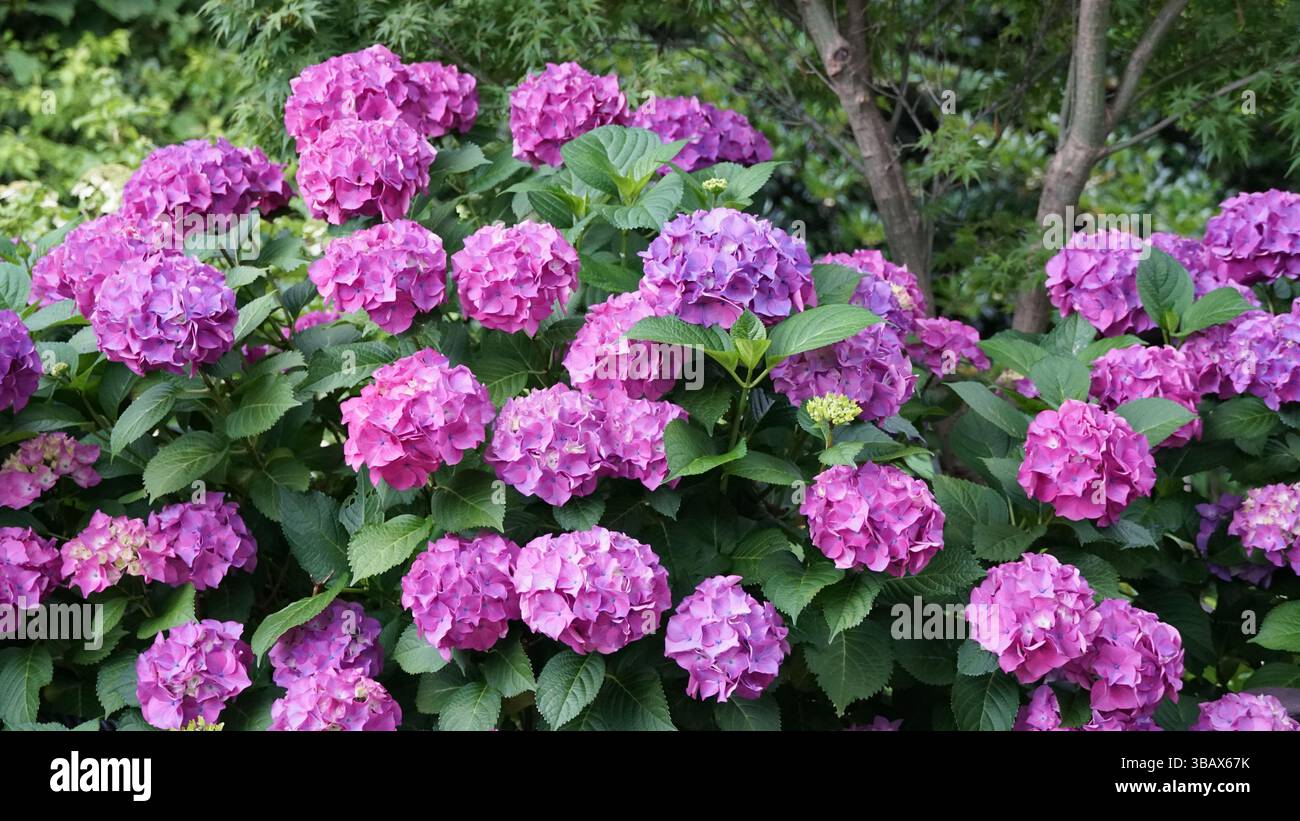 Exploring the Elegance of Ajisai: Japanese Hydrangea Blossoms Stock ...