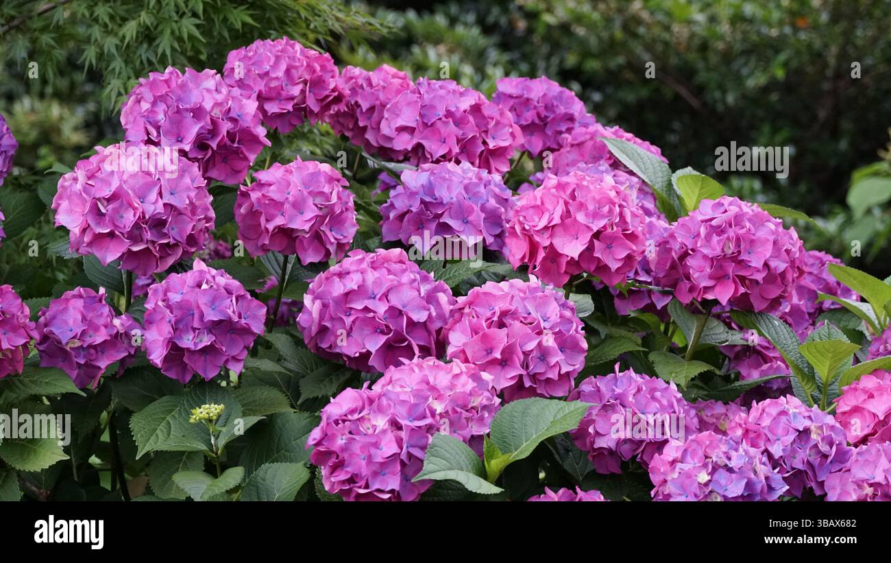 Exploring the Elegance of Ajisai: Japanese Hydrangea Blossoms Stock ...