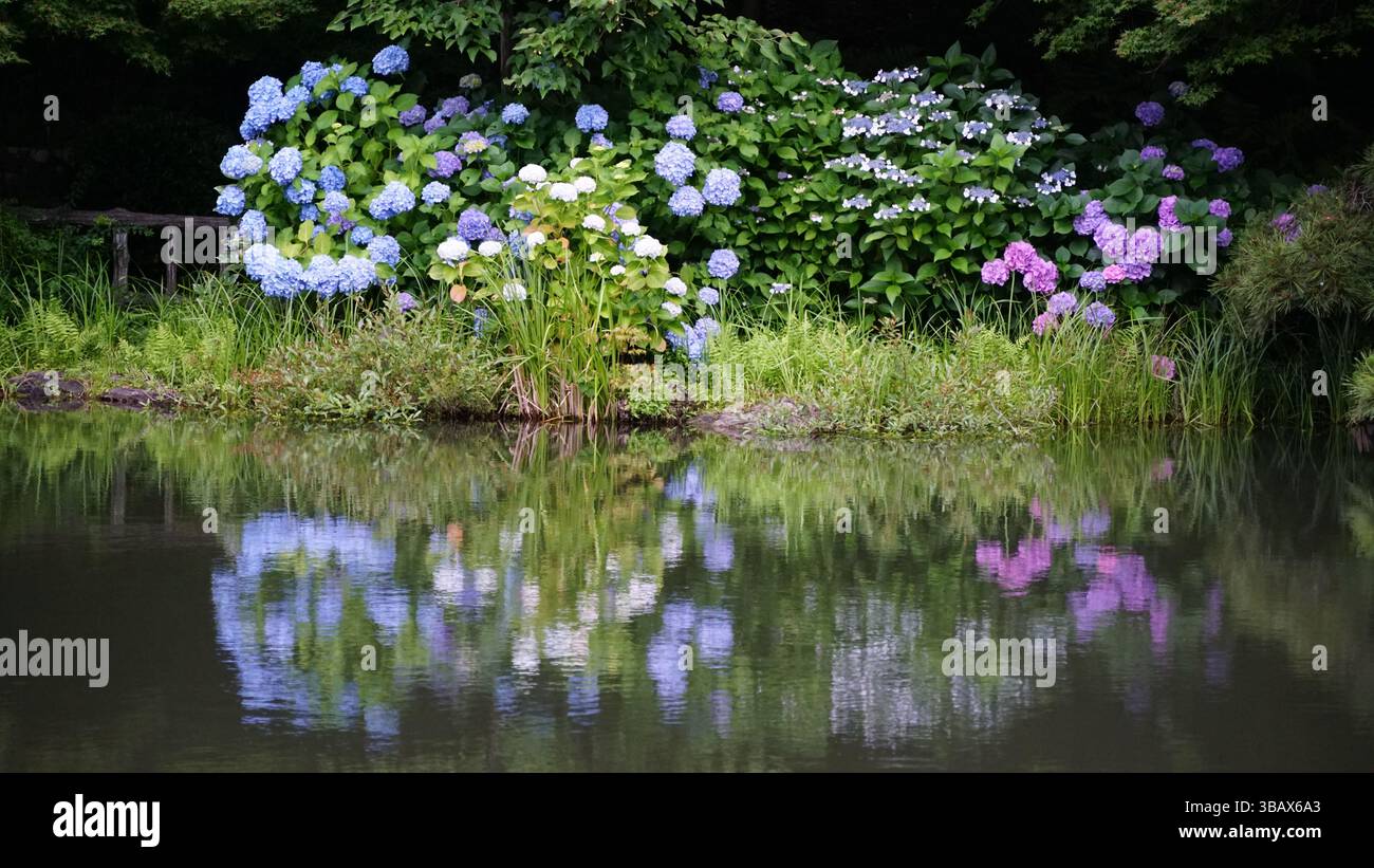 Exploring the Elegance of Ajisai: Japanese Hydrangea Blossoms Stock ...