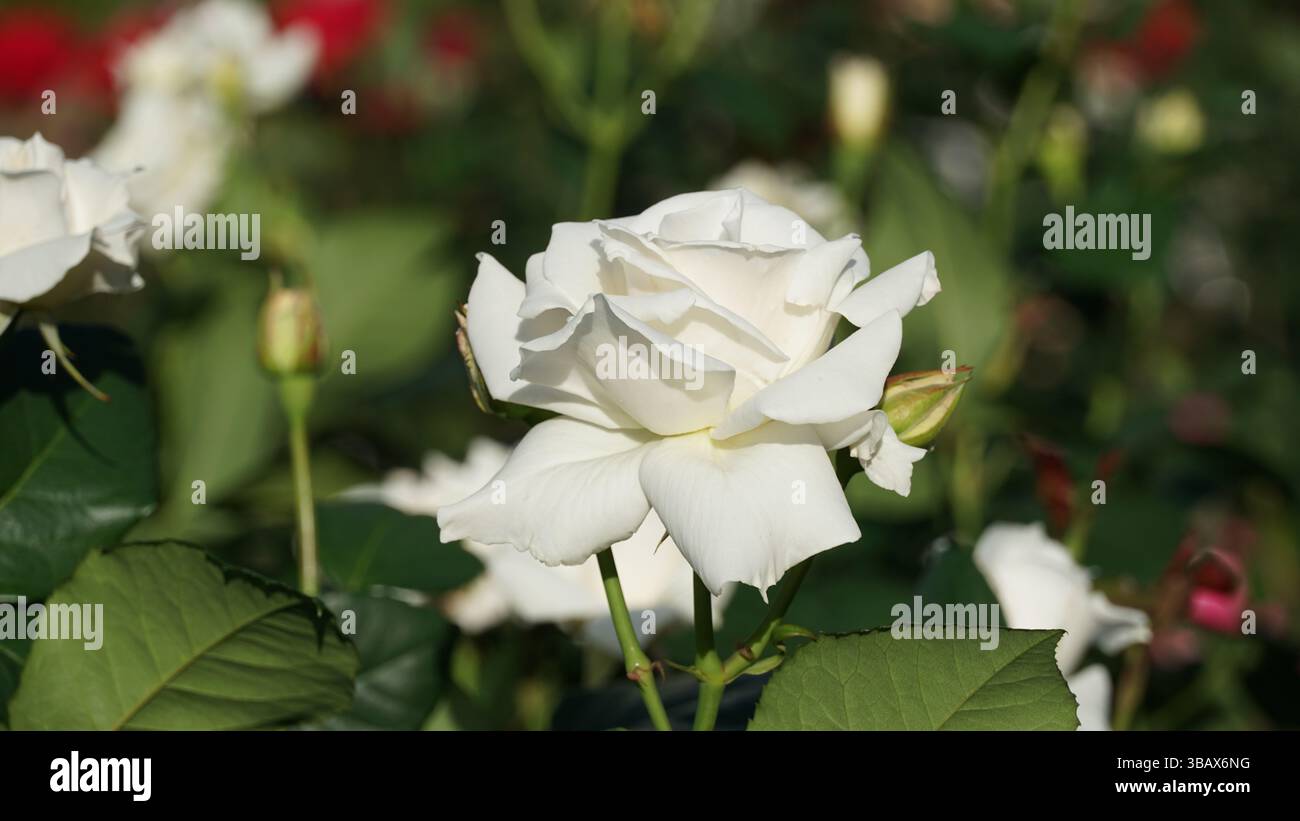 A Garden of Roses: A Stunning Display of Color and Fragrance Stock ...