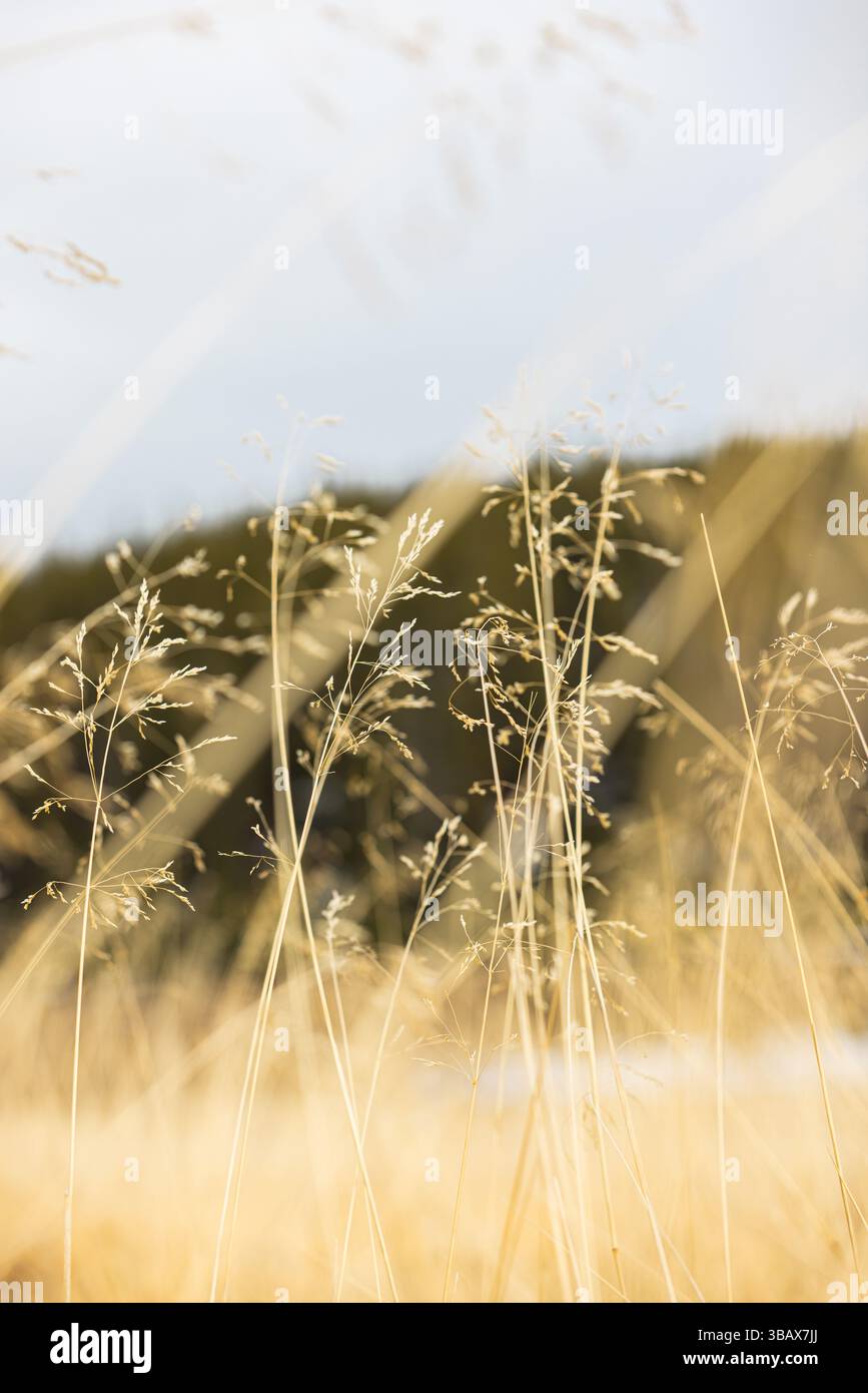 Abstract grasslands with dark mountain range in background Stock Photo ...