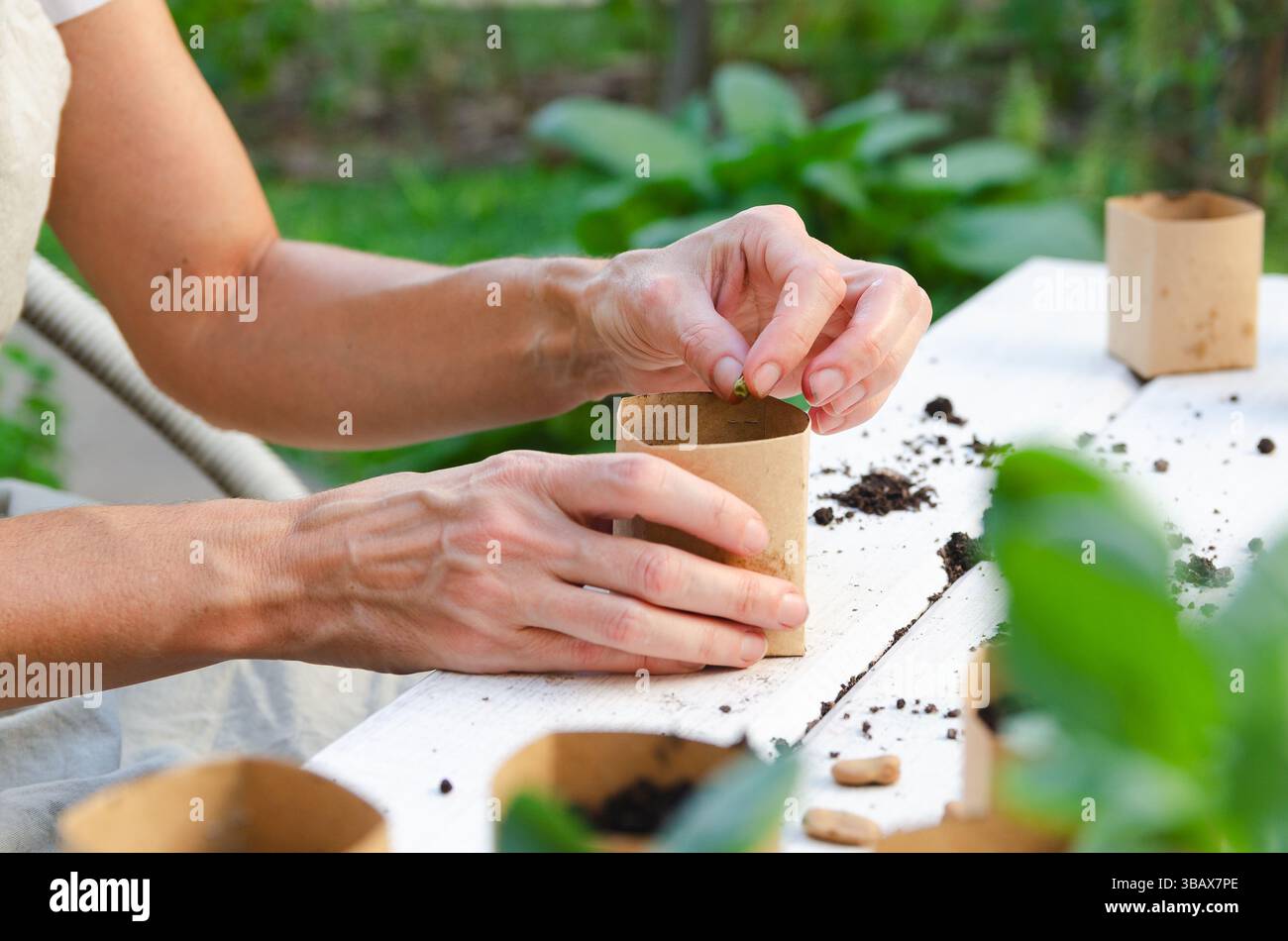 Woman sowing peas seeds hi-res stock photography and images - Alamy