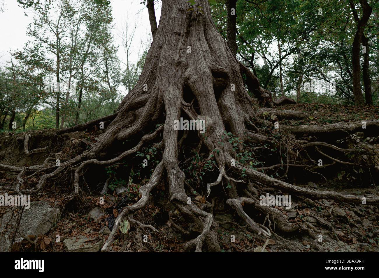 Exposed tree root system hi-res stock photography and images - Alamy