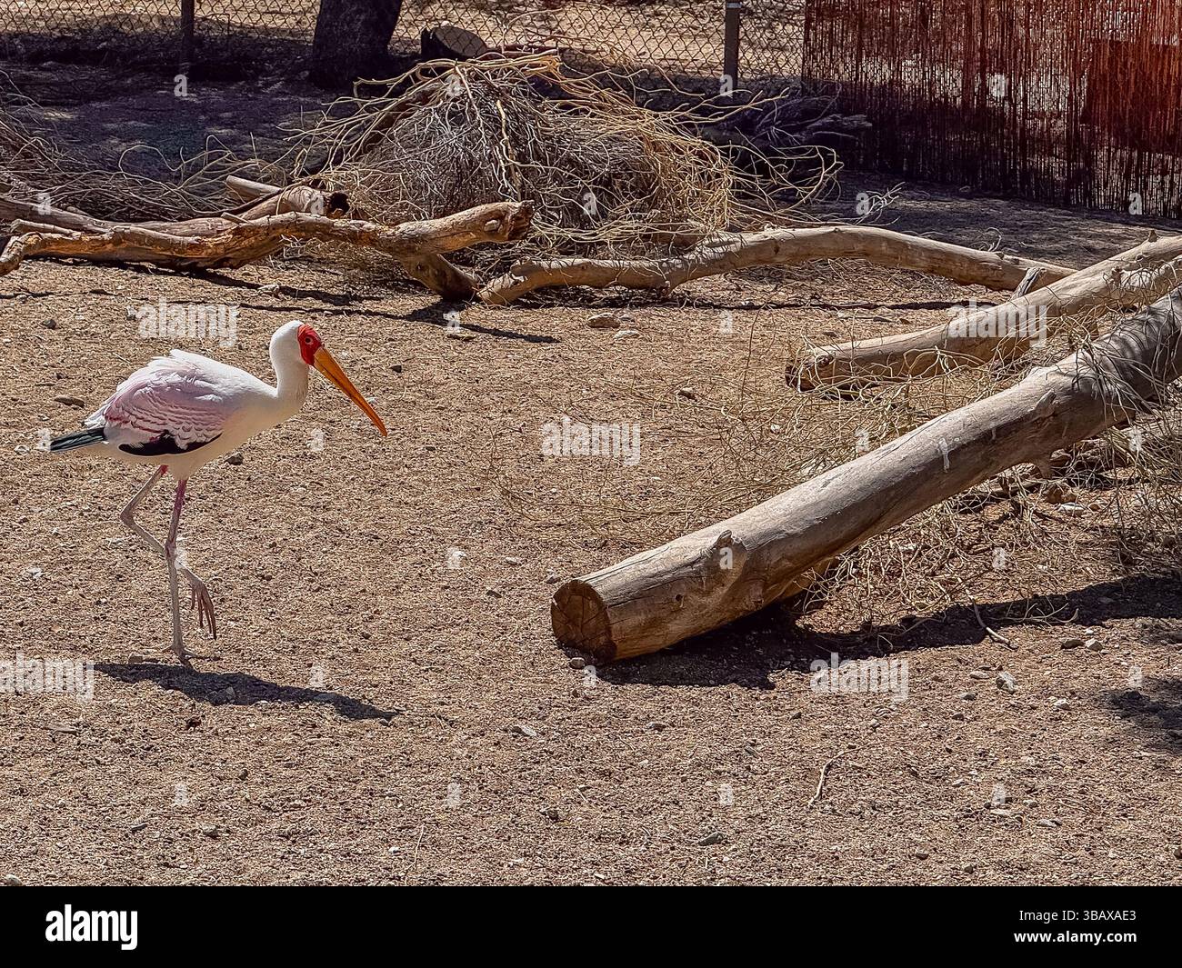 Palm Desert, California, USA - April 26, 2025: Living Desert Zoo and ...
