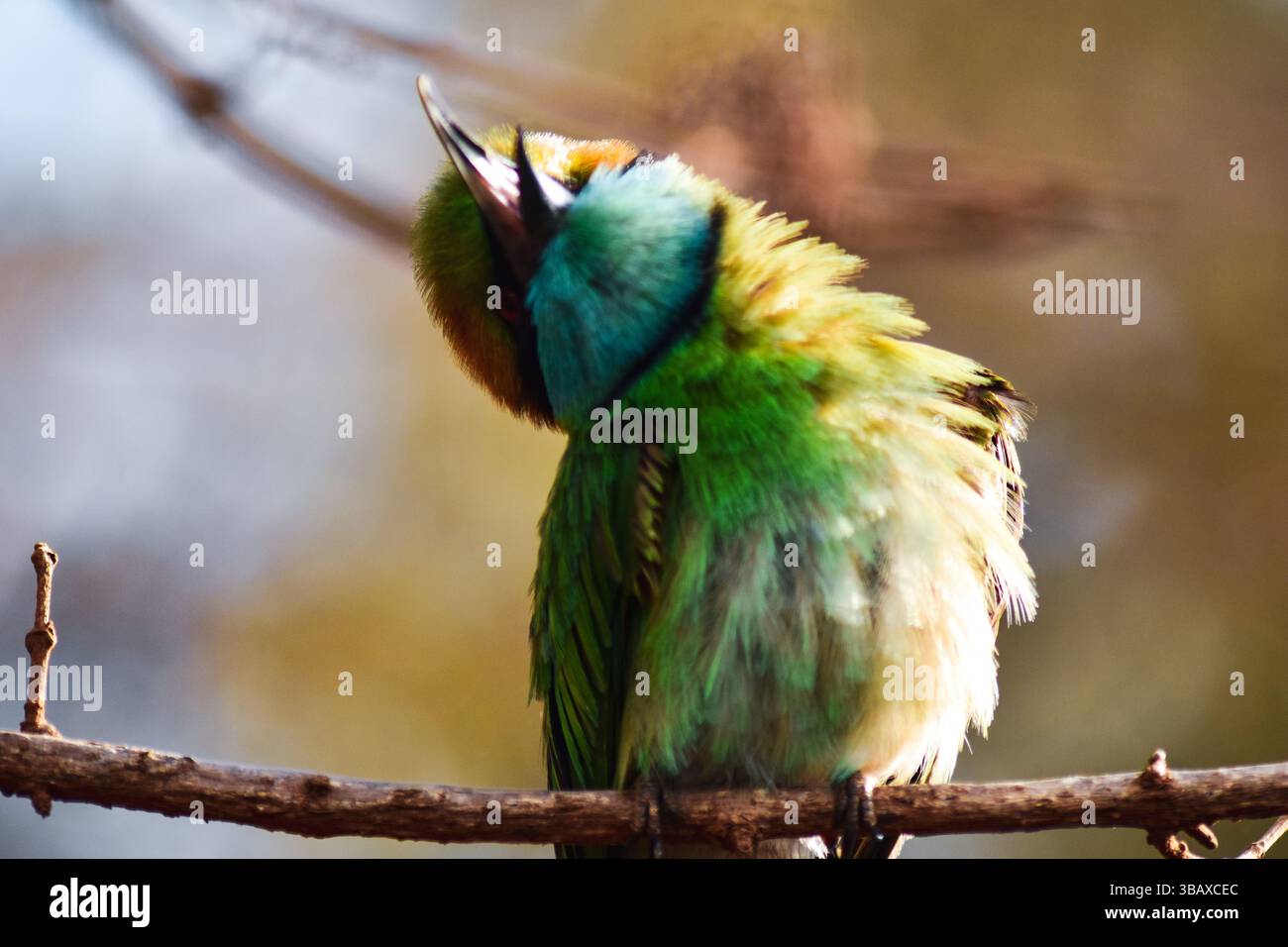 Beija Flor Azul Stock Photo - Alamy