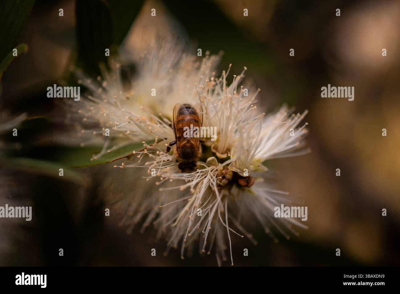 White bee feather hi-res stock photography and images - Alamy