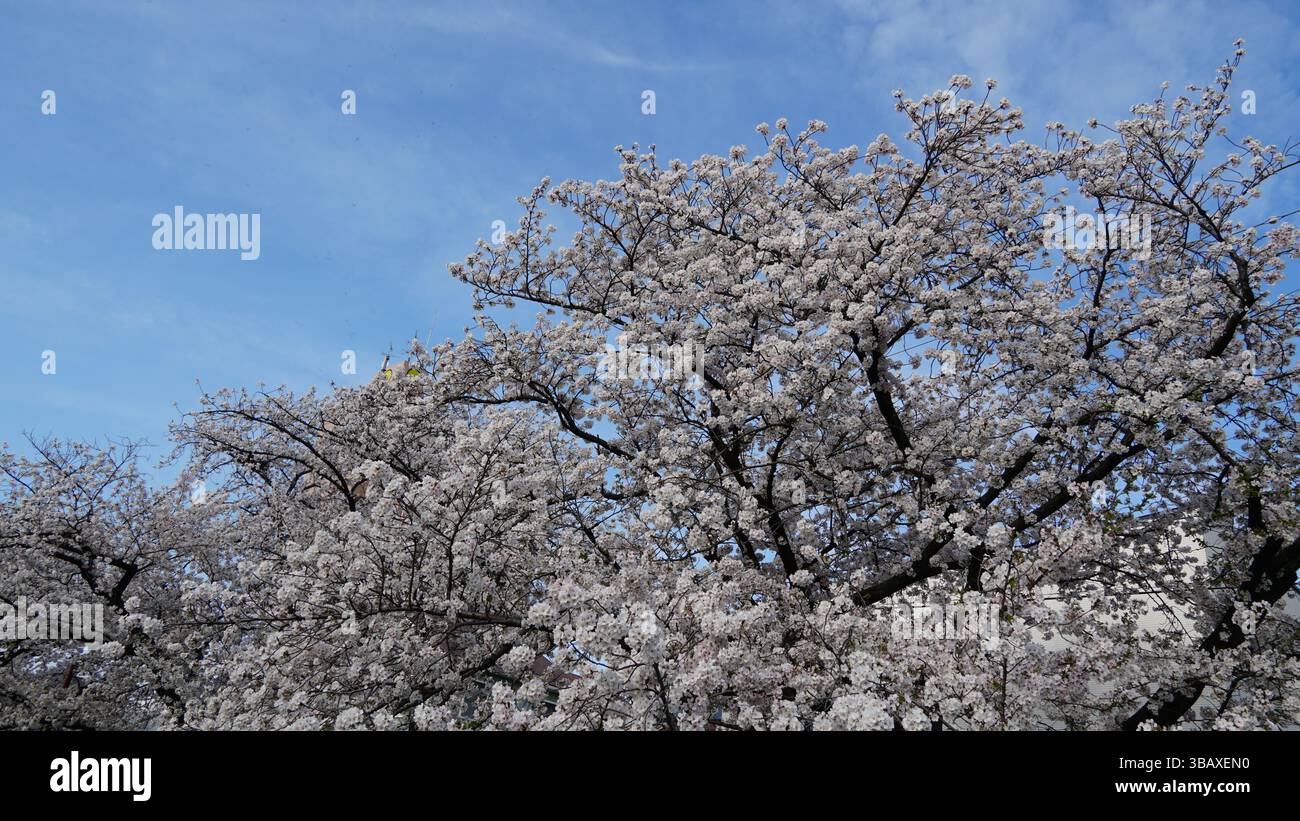 Beautiful landscapes blooming trees in hi-res stock photography and ...