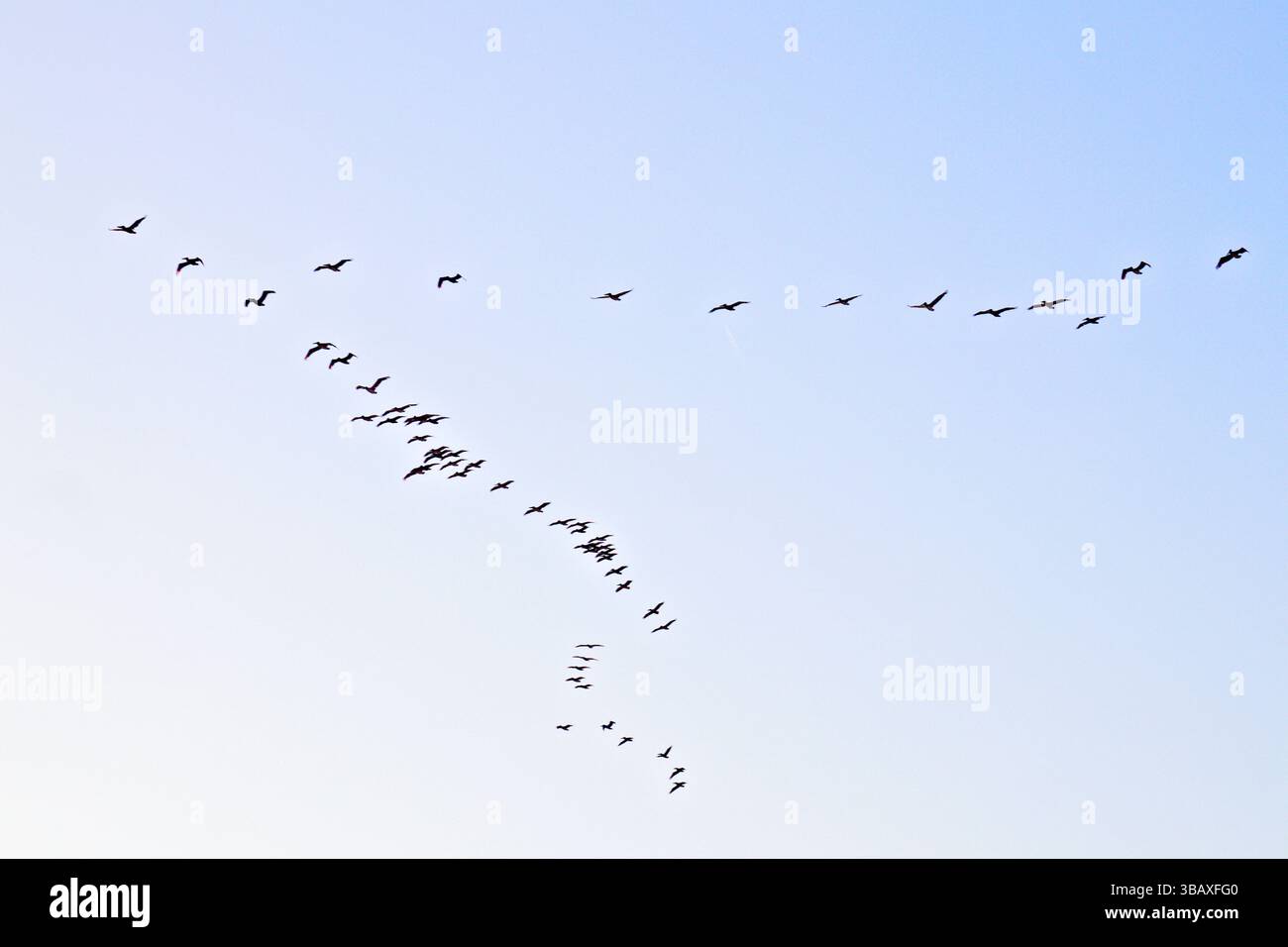 Migrating bird formation hi-res stock photography and images - Alamy