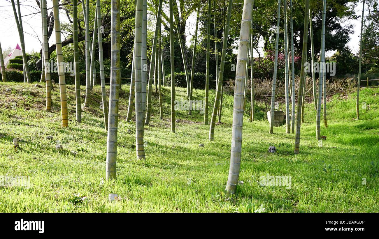 Tranquil close up traditional bamboo hi-res stock photography and ...