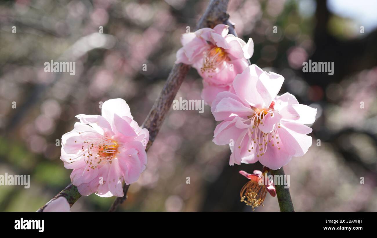 The Beauty of Pink Plum Blossoms: A Sign of Spring Stock Photo - Alamy