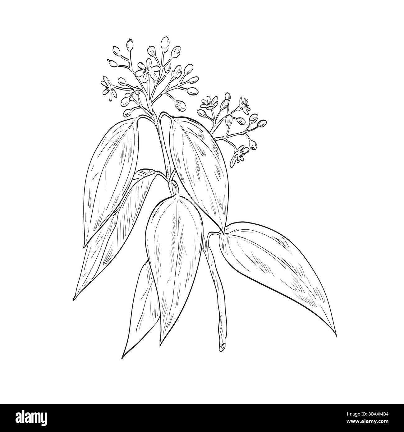 Cinnamon tree botanical art Stock Vector Images - Alamy