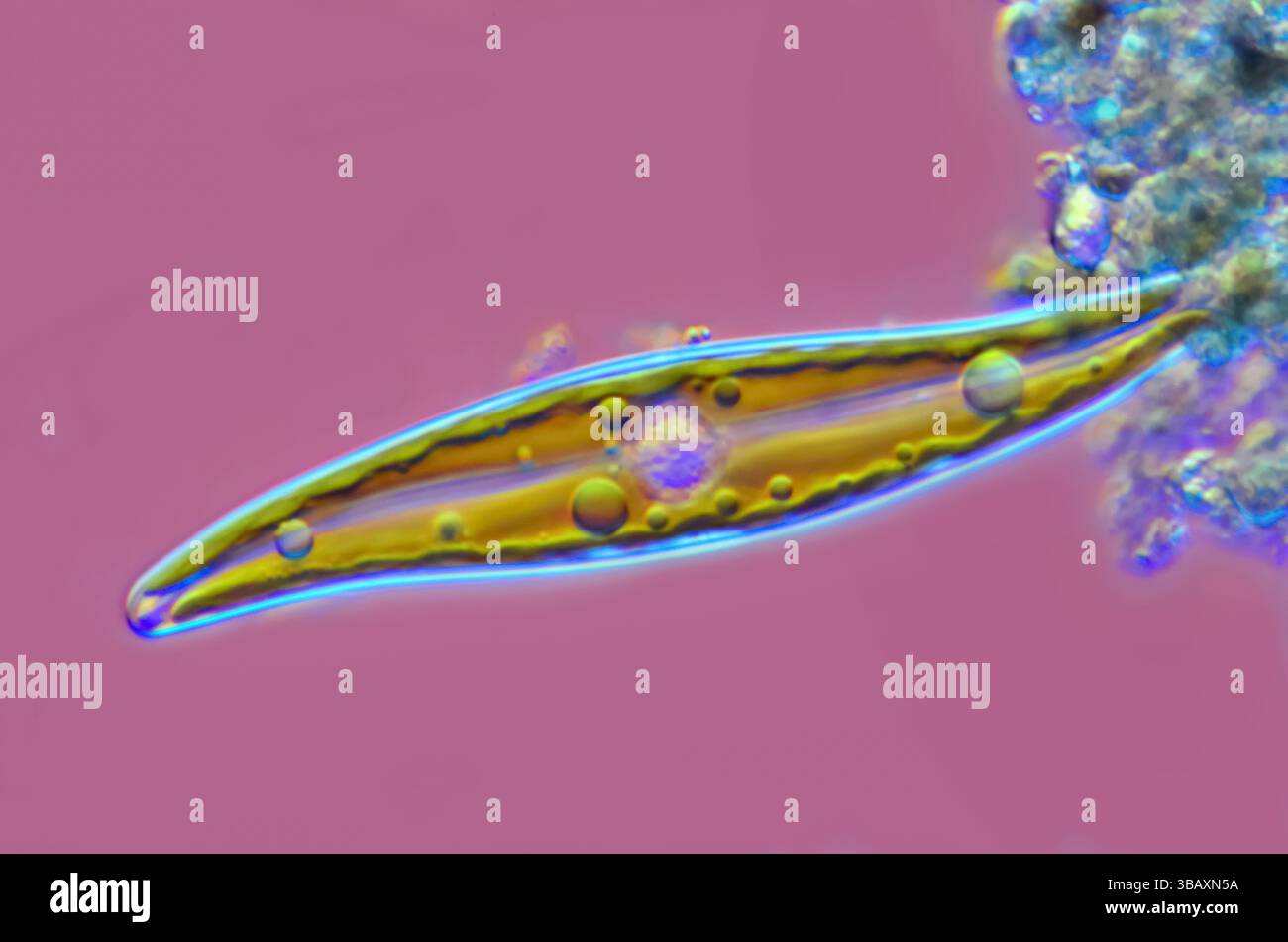Unicellular freshwater diatom, light micrograph Stock Photo - Alamy