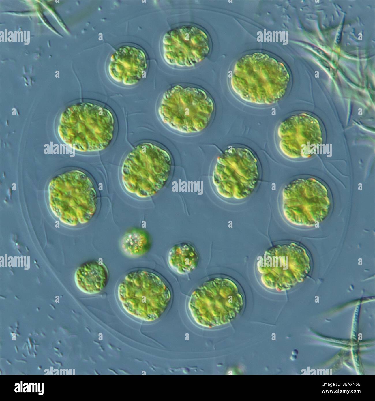 Colony of Asterococcus superbus algae, light micrograph Stock Photo - Alamy