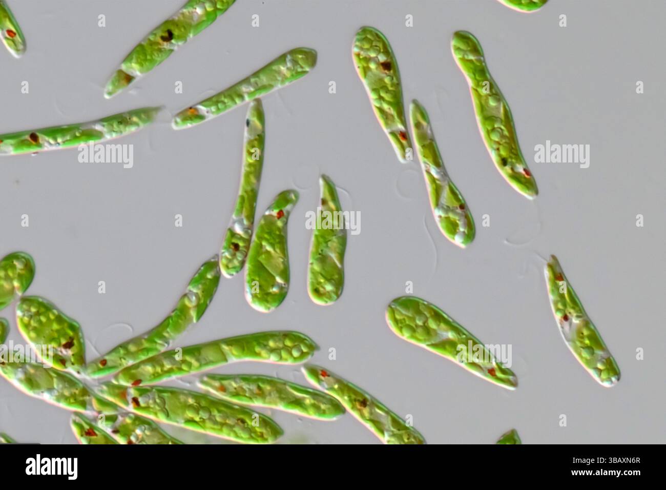 Euglena gracilis protist, light micrograph Stock Photo - Alamy