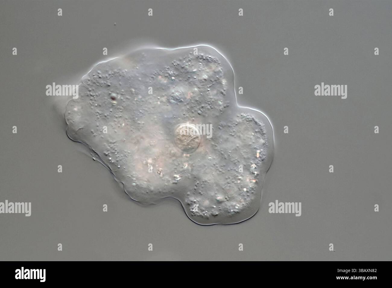 Amoeba proteus protozoan, light micrograph Stock Photo - Alamy