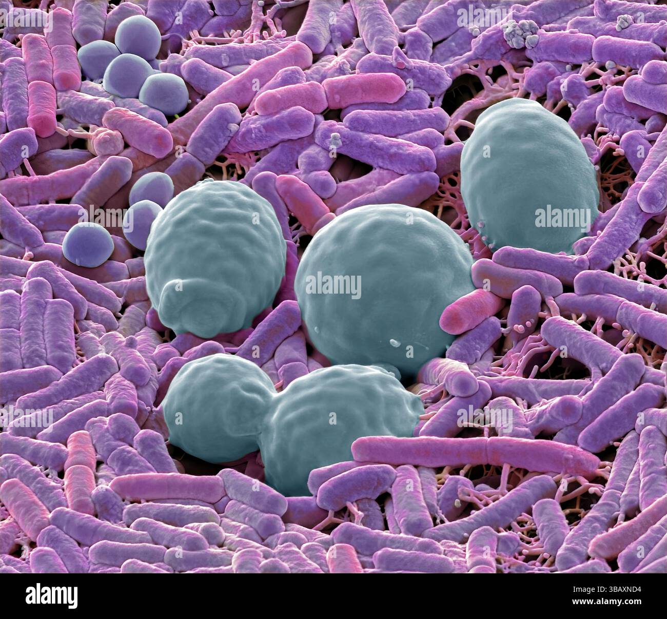 Probiotic flora, Scanning electron micrograph (SEM). Probiotics are ...