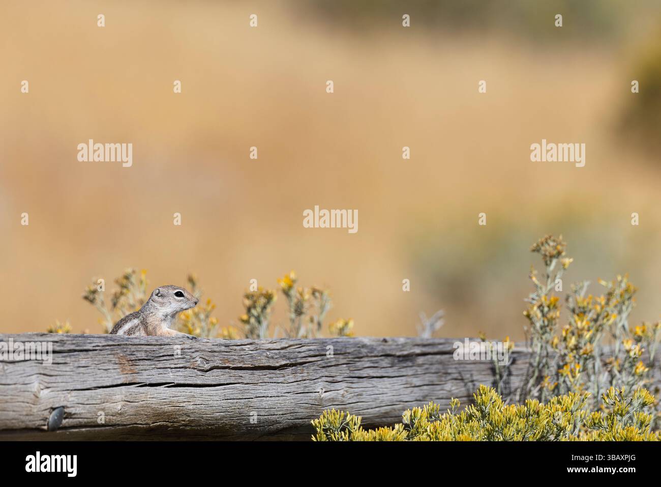 Chipmunk on fence rail Stock Photo - Alamy