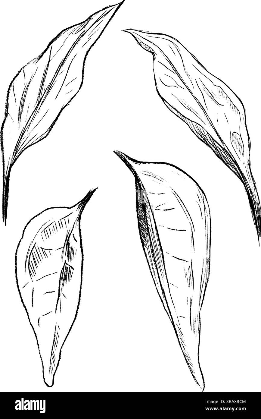 Greenery diversity Black and White Stock Photos & Images - Alamy